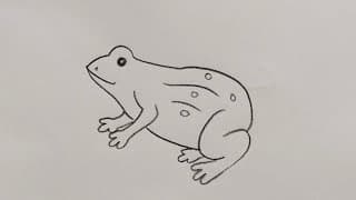 how to draw a glass frog - Fun at-home activities for Kids.