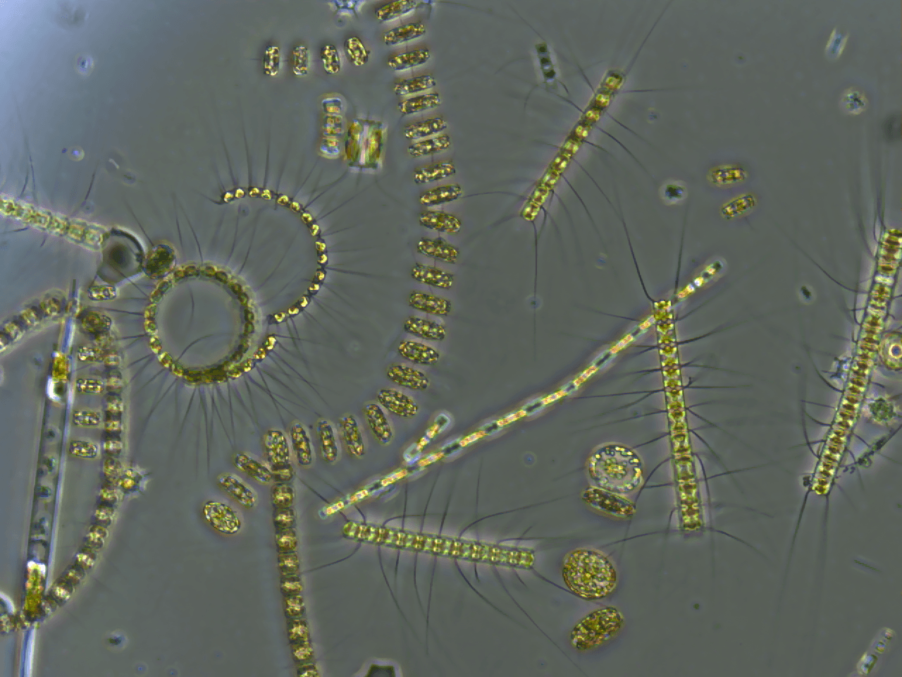 plankton Facts For Kids | DIY.org