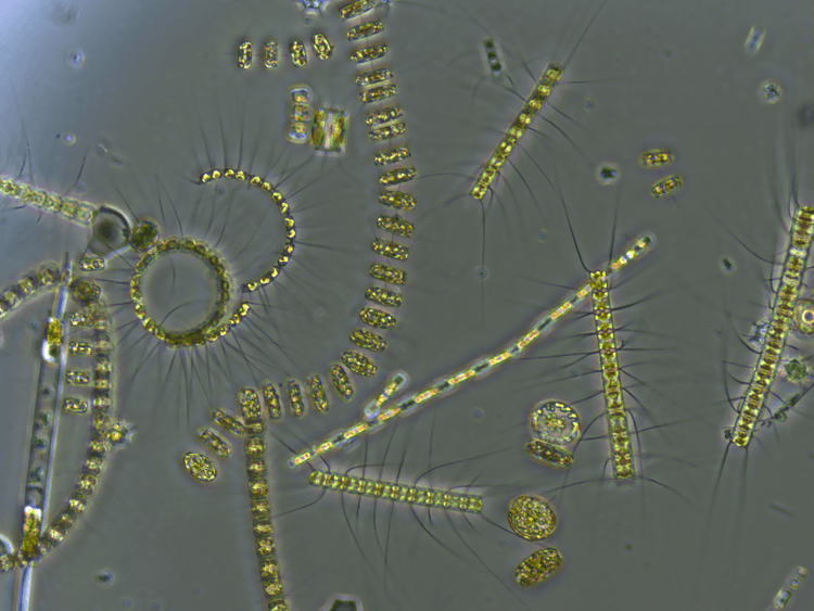 plankton Facts For Kids | DIY.org